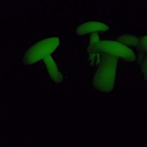 6 Glow-in-the-dark Miniature Fairy Garden Mushrooms With - Etsy