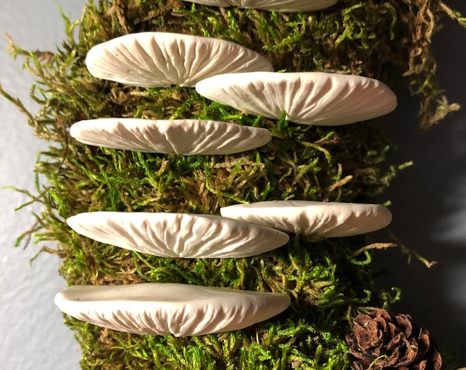 Set of 7 Shelf Mushrooms, Bracket Fungi, Tree Fungi, Moss Wreath ...