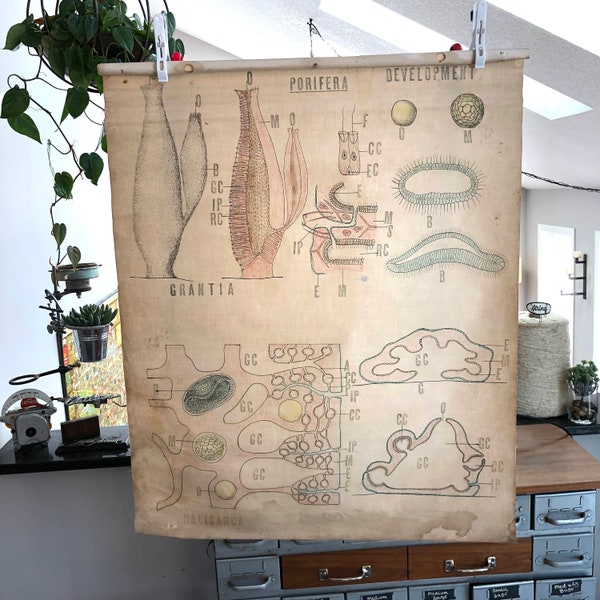 Biology Poster - Etsy