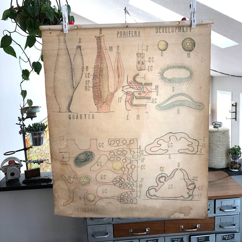 Biology Poster - Etsy