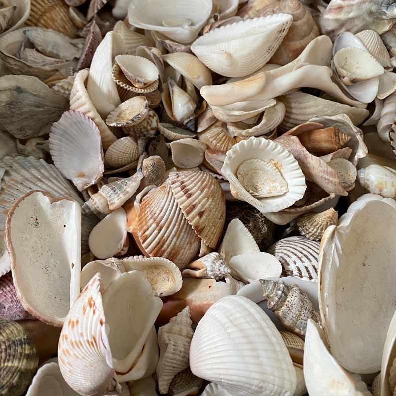 One Pound of Sea Shells Small Flat Rate Box Full Random - Etsy