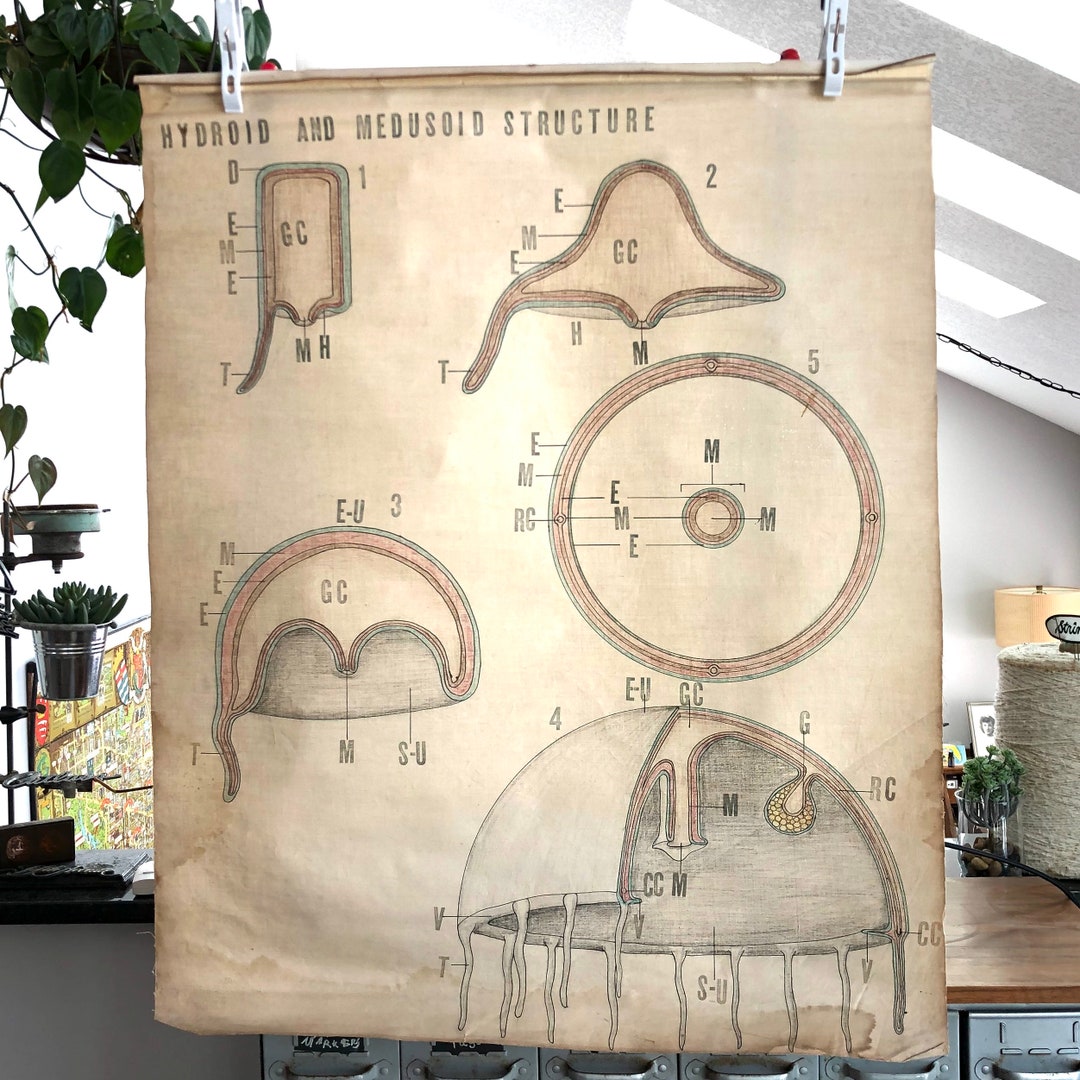 Vintage Hand-drawn Science School Poster - 30"wide X 36" Tall Cloth ...