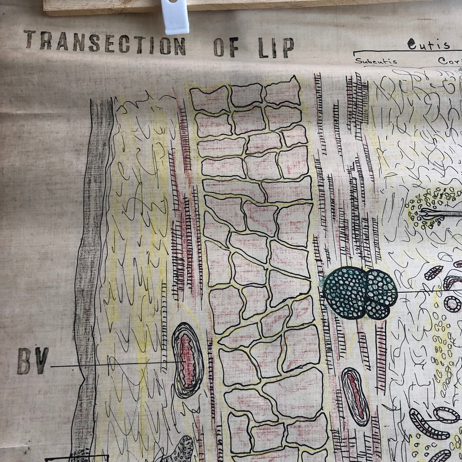 Vintage Hand-drawn Science School Poster 30wide X - Etsy