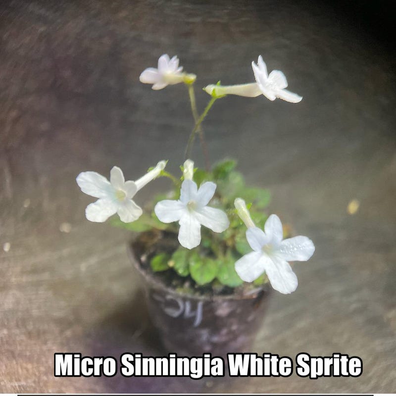 Micro Terrarium Supplies - Etsy