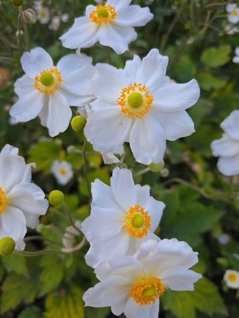 Bulbos de anémona de la novia, flores blancas de primavera - Etsy España