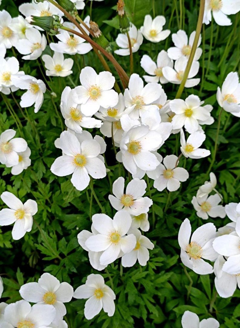 Bulbos de anémona de la novia, flores blancas de primavera - Etsy España