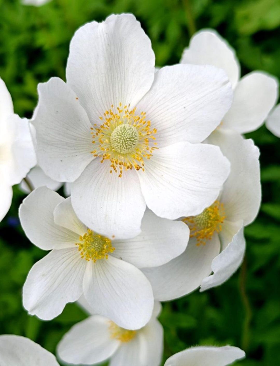 Bulbos de anémona de la novia, flores blancas de primavera - Etsy España