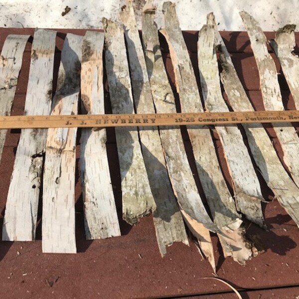 Birch Bark Strips - Etsy