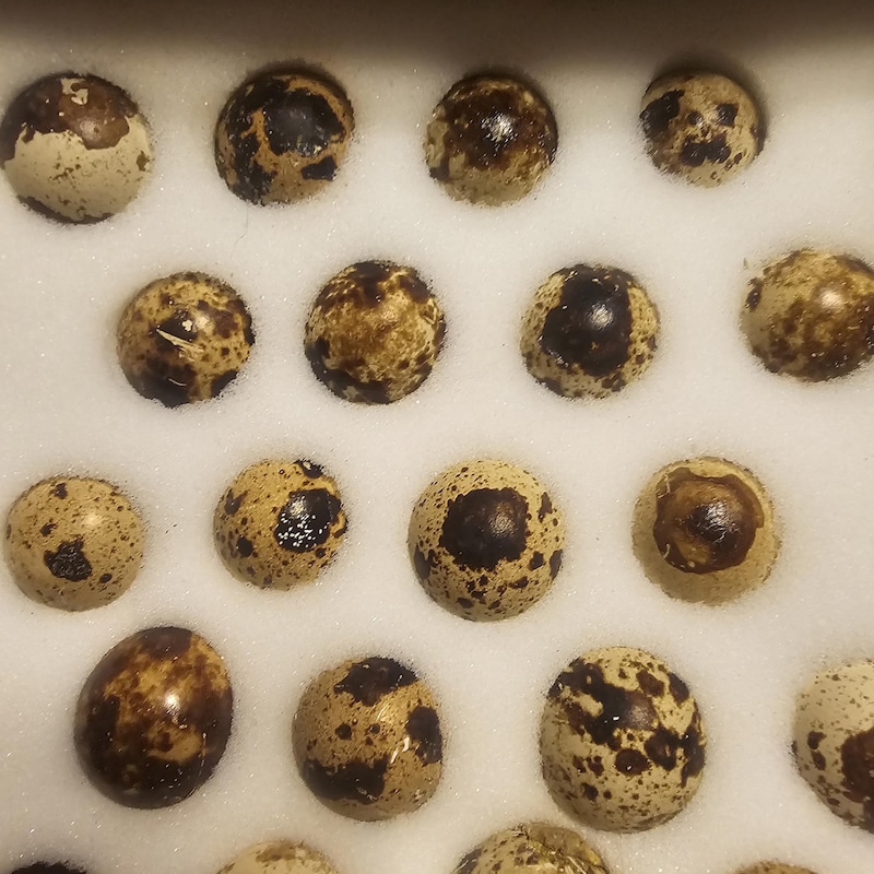 Hatching Egg Jumbo Quail - Etsy