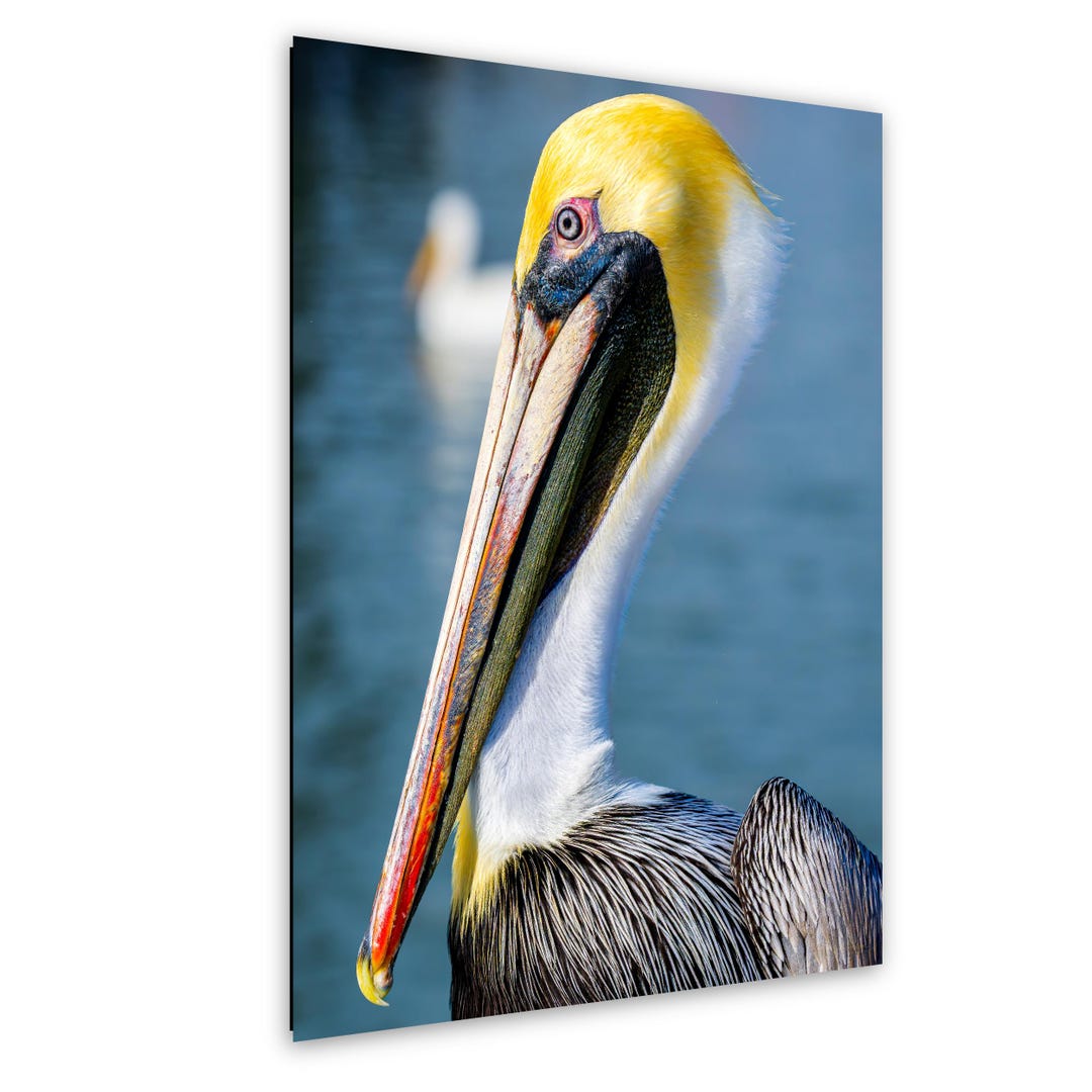 Brown Pelican Close up Florida Bird Portrait Wildlife Photography ...