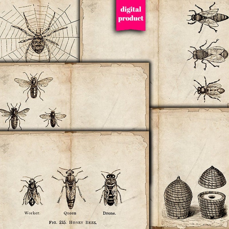 Insects Paper - Etsy