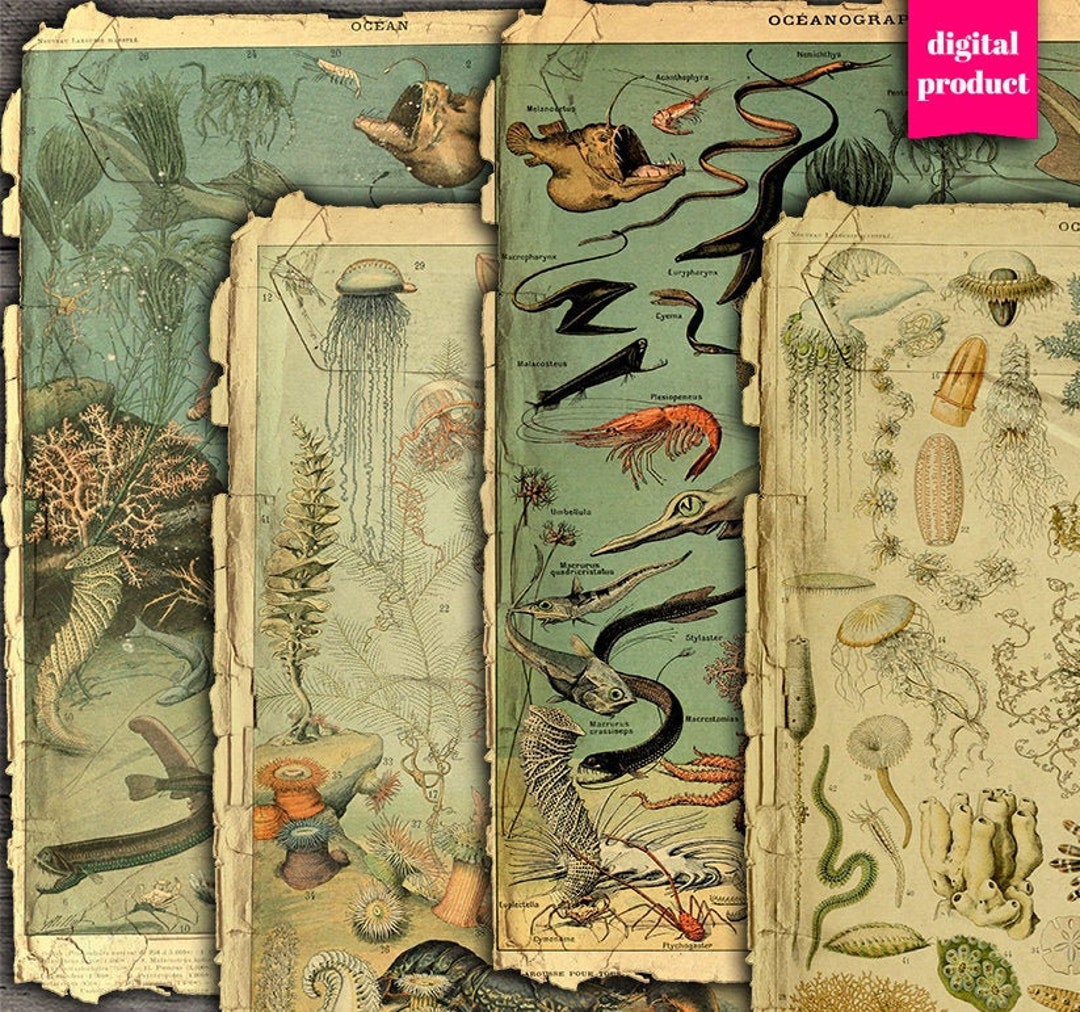 DIGITAL Vintage Sea World Junk Journal Ephemera - Grunge Fish, Sea ...