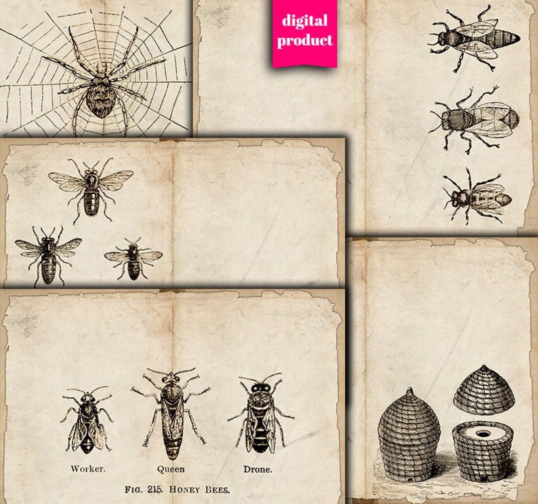 DIGITAL Insect Junk Journal Pages - Vintage Insects Paper Download ...