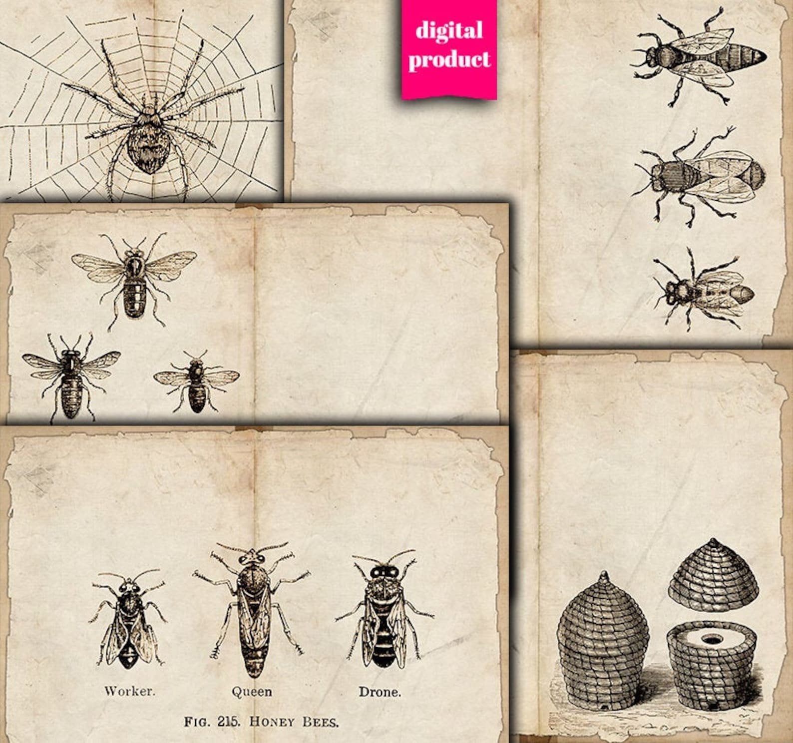 DIGITAL Insect Junk Journal Pages - Vintage Insects Paper Download ...