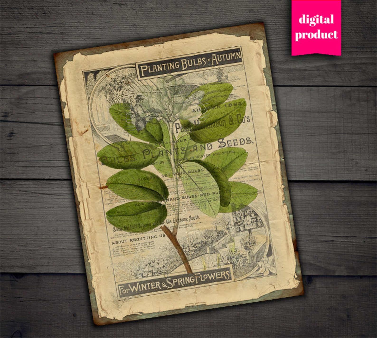DIGITAL Vintage Botanical Ephemera Grunge Botanical Digital - Etsy