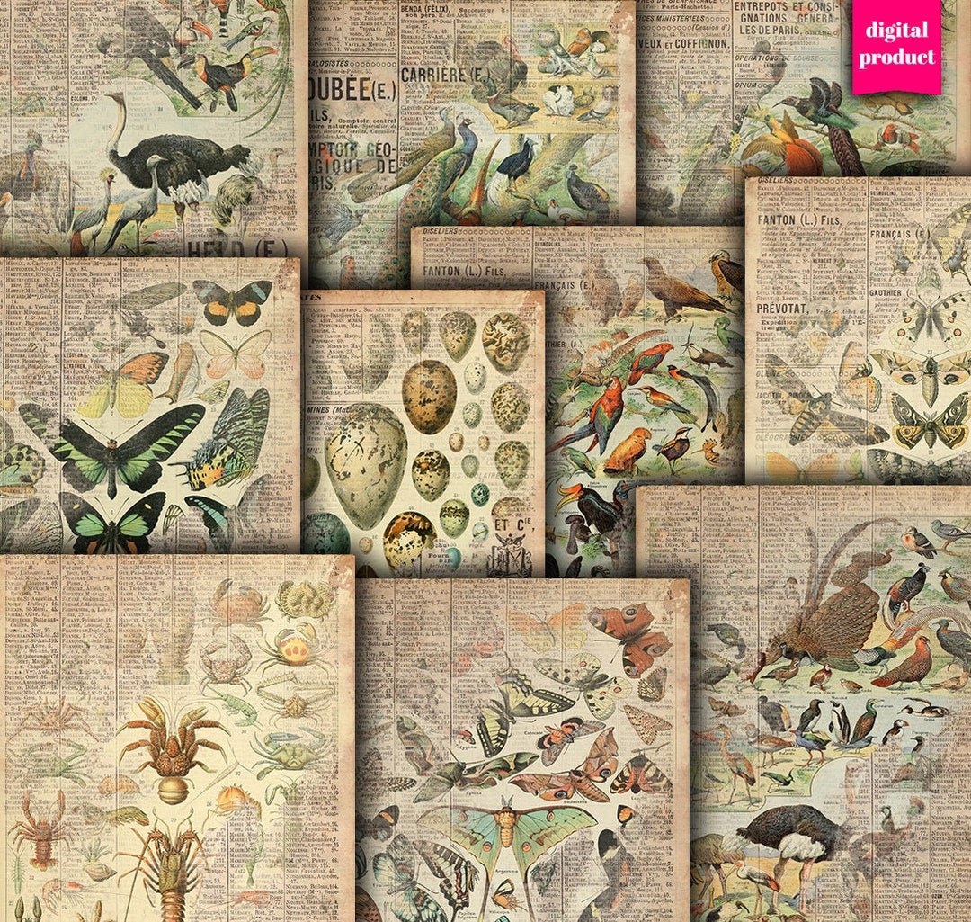 Vintage Animal Ephemera: Printable Butterfly & Bird Graphics (digital ...