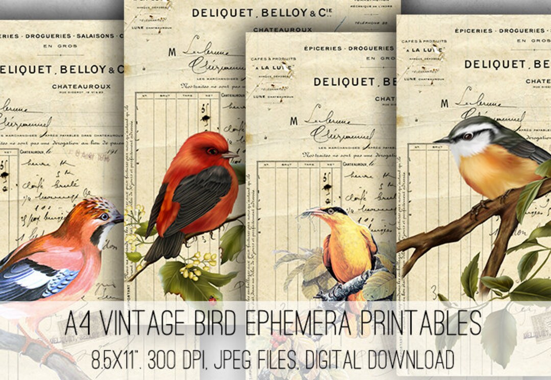 DIGITAL Vintage Bird Ephemera Digital Collage Sheet Download -1048 ...