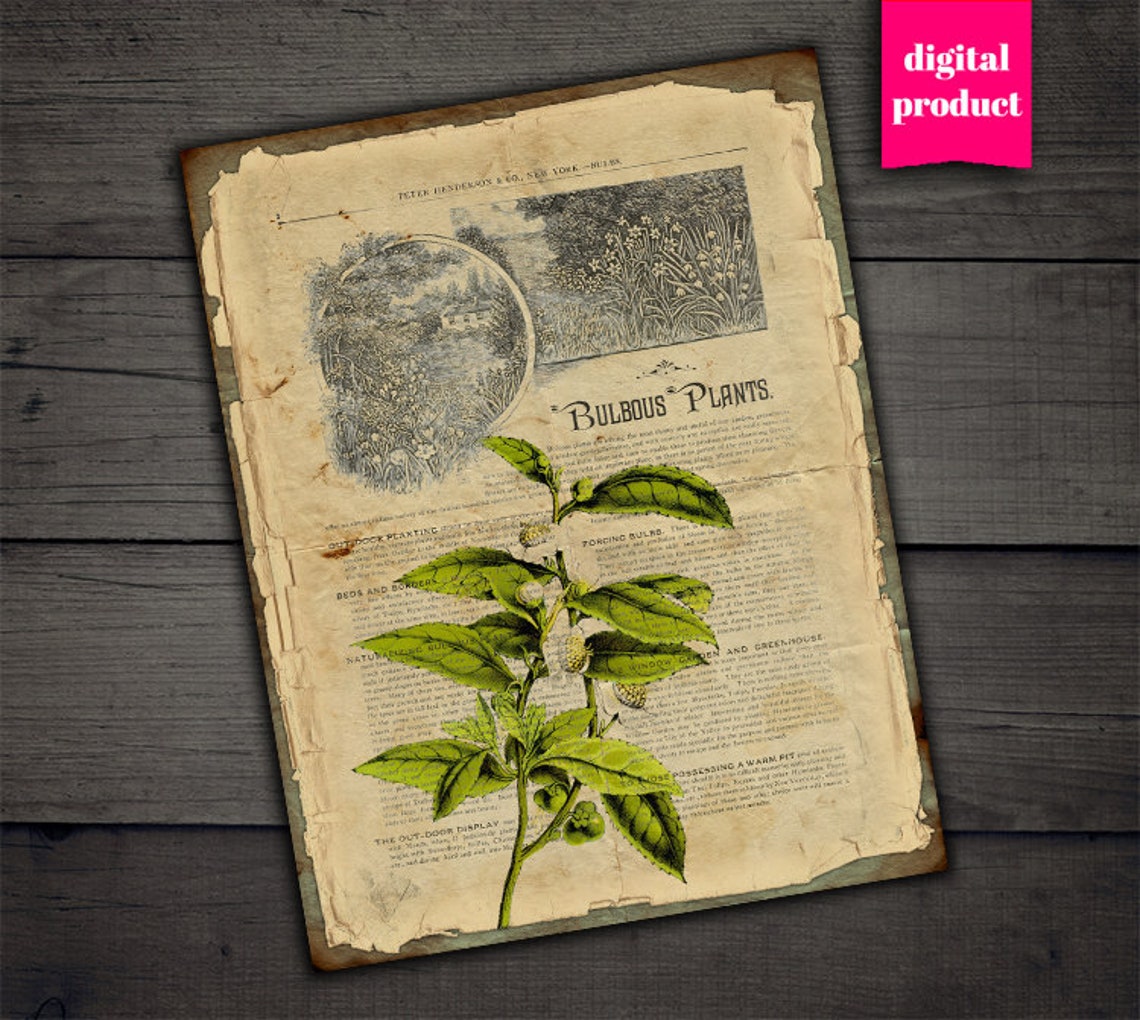 DIGITAL Vintage Botanical Ephemera Grunge Botanical Digital - Etsy