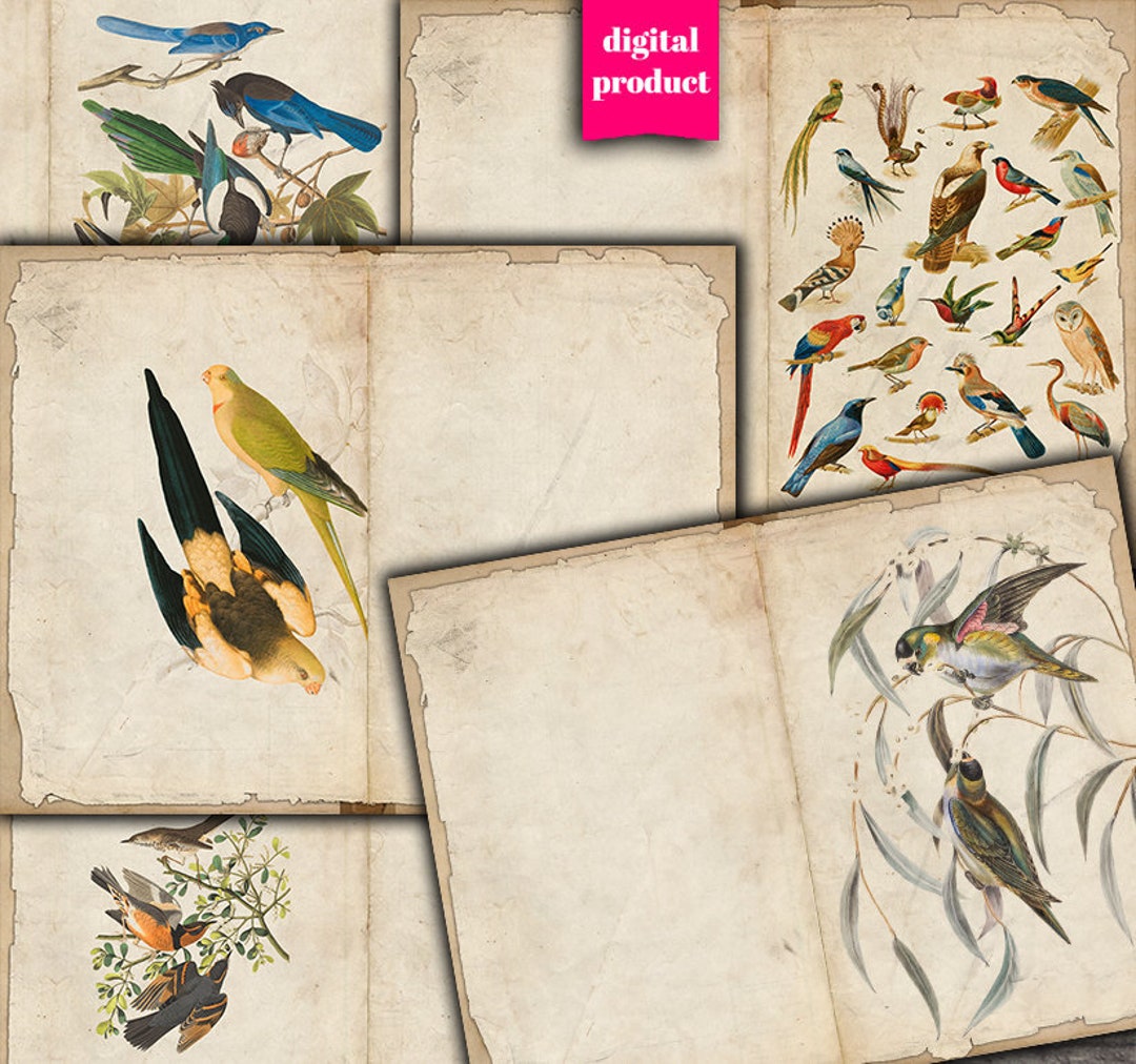 DIGITAL Birds Junk Journal Pages - Vintage Birds Paper Download ...