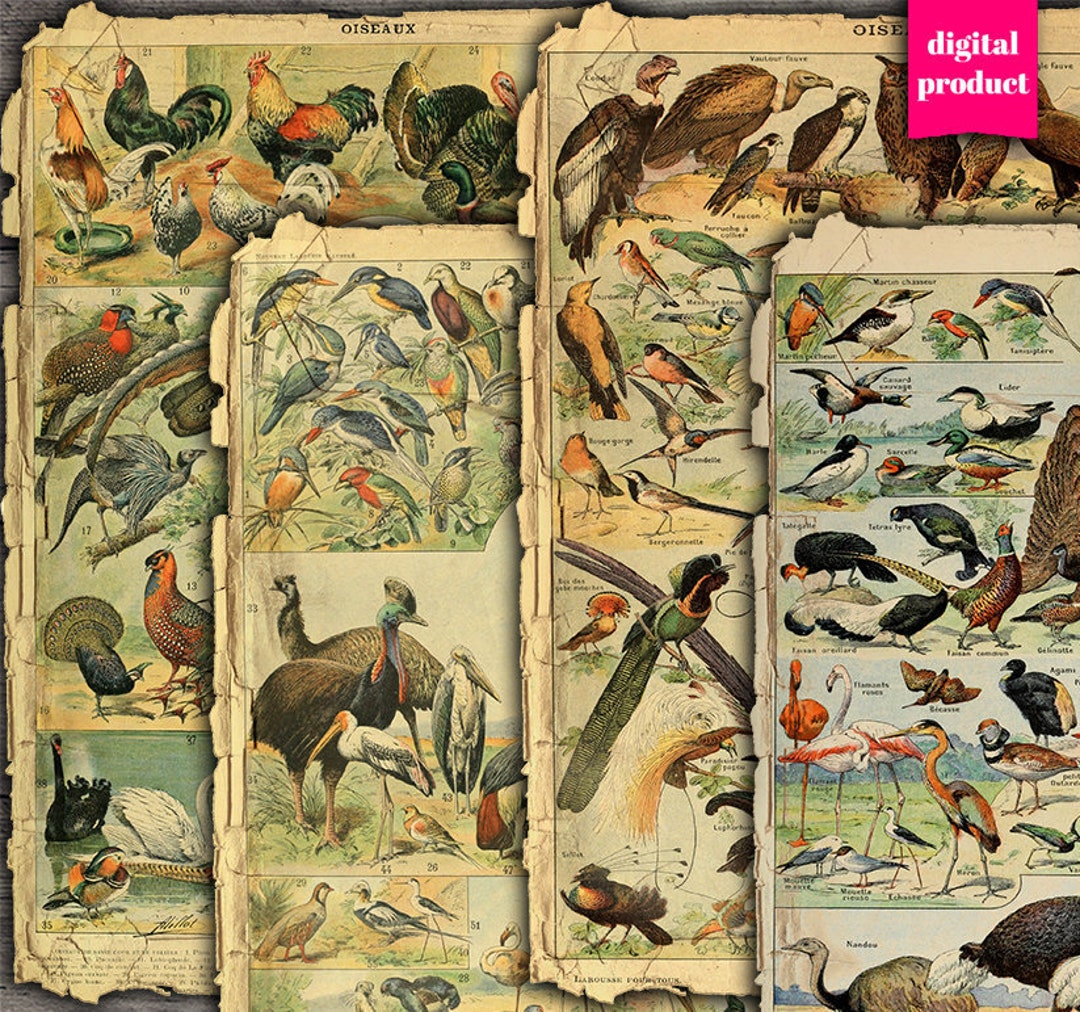 DIGITAL Vintage Birds Junk Journal Ephemera - Grunge Ephemera With ...