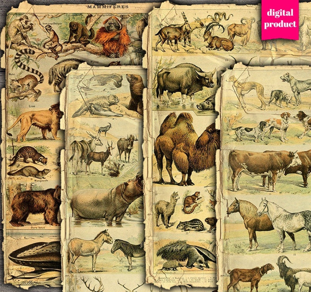 DIGITAL Vintage Animals Junk Journal Ephemera - Grunge Animal Collage ...