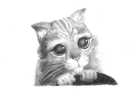 Rysunek Obraz: Rysunek Kota Olowkiem