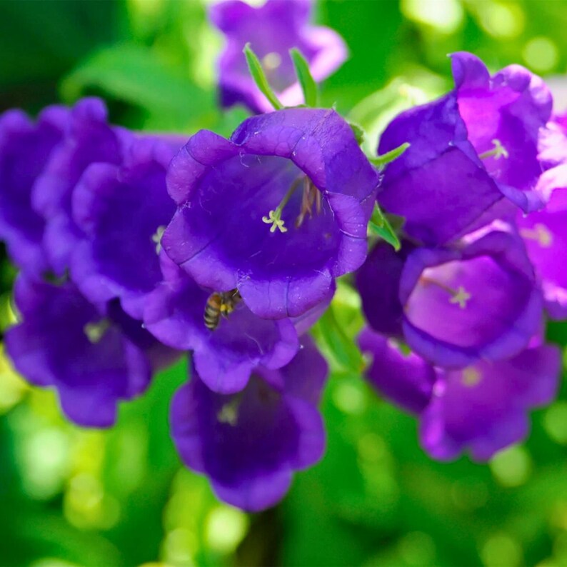 2000 Carpathian Bellflower Seeds: Purple Tussock Perennial, Rock Garden ...