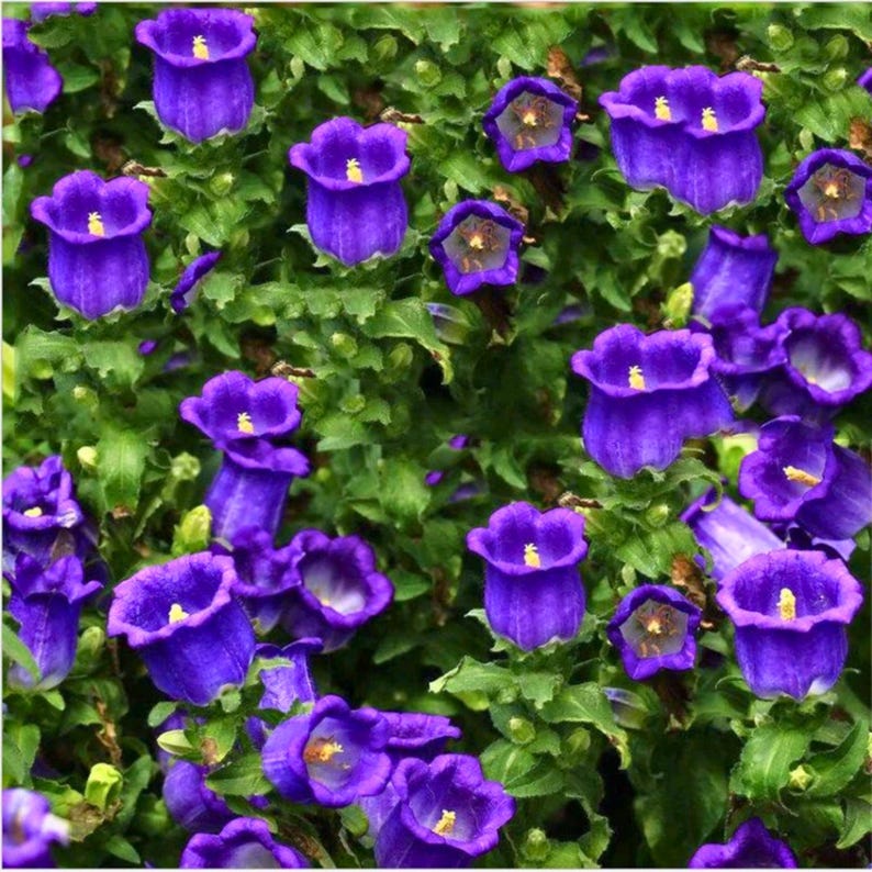 2000 Carpathian Bellflower Seeds: Purple Tussock Perennial, Rock Garden ...