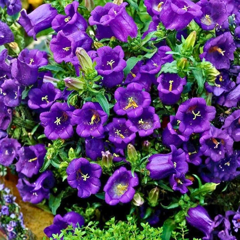 2000 Carpathian Bellflower Seeds: Purple Tussock Perennial, Rock Garden ...