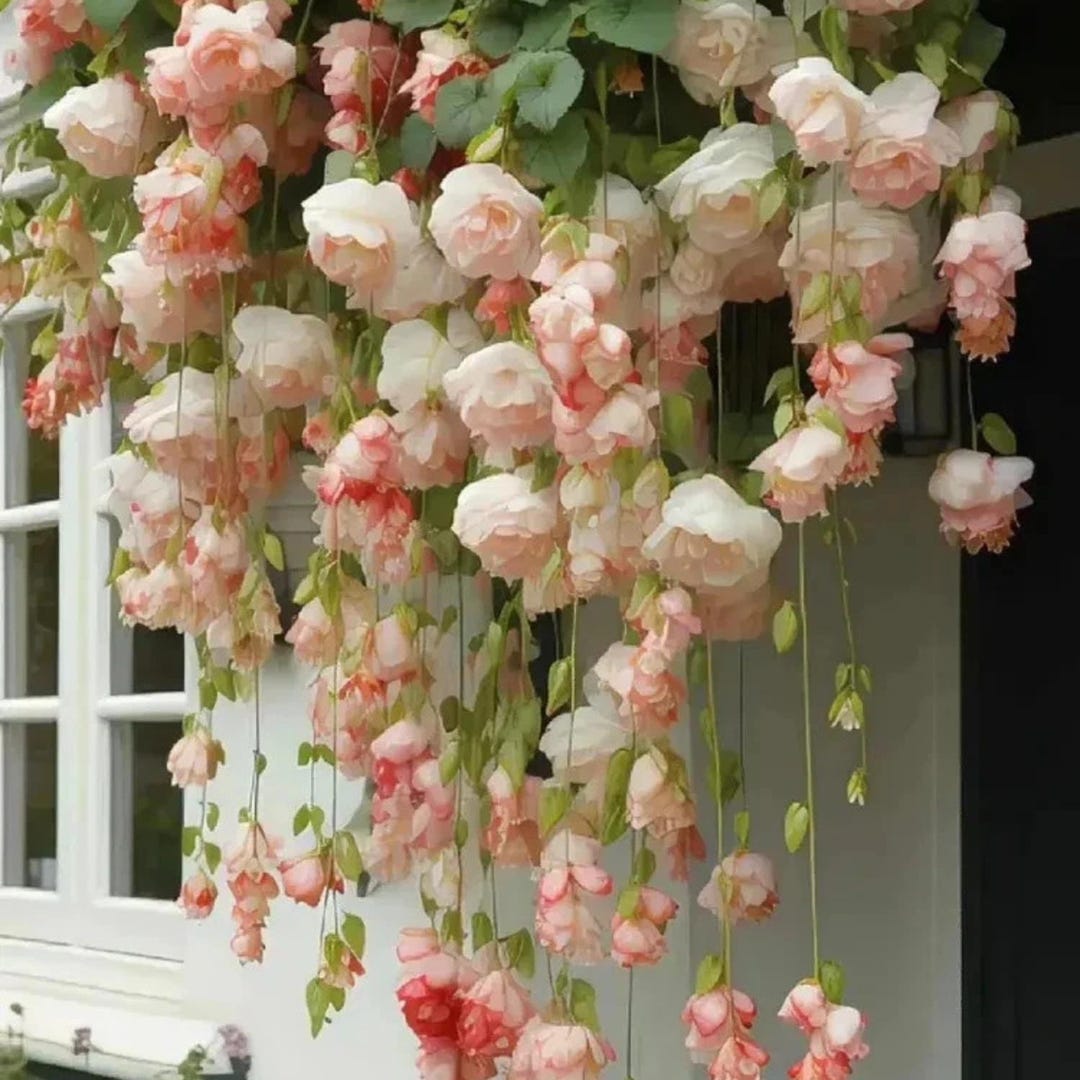 Peach Weeping Begonia Seeds, Shade Loving Ornamental Plants, Easy Grow ...