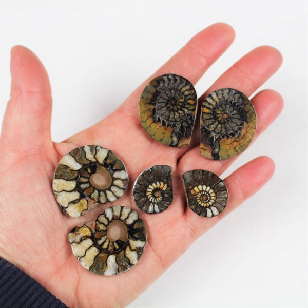 Ammonite - Etsy