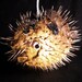 7-10 Hanging Light Puffer Fish Real Blowfish Lamp | Etsy
