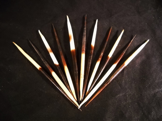 Porcupine Quills Art