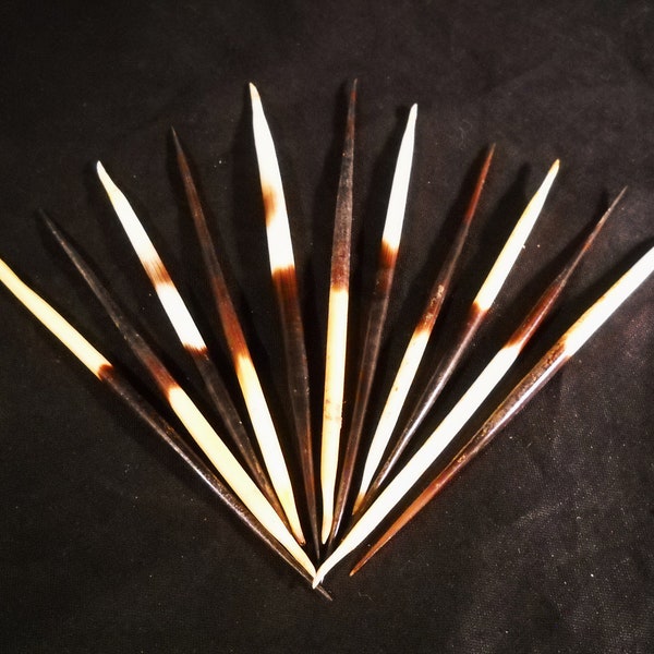Porcupine Quills - Etsy