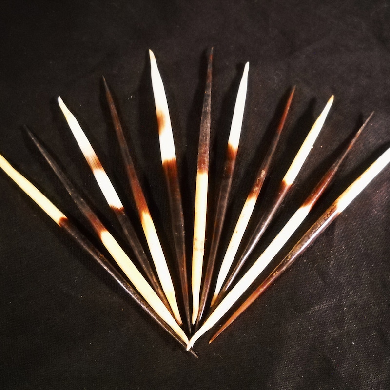 Porcupine Quills - Etsy
