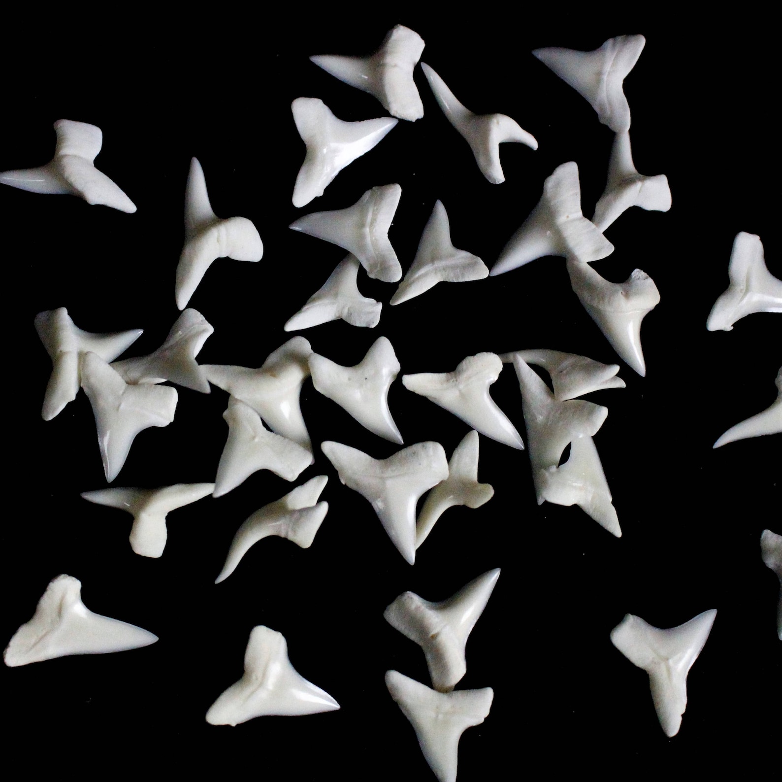Multipack Shark Teeth 5/8" (approx) WHOLE Mako Real Bone Taxidermy ...