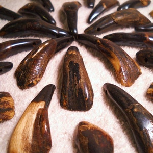 5 Real Bone Drilled Water Buffalo Tea Stained Teeth Taxidermy Genuine ...