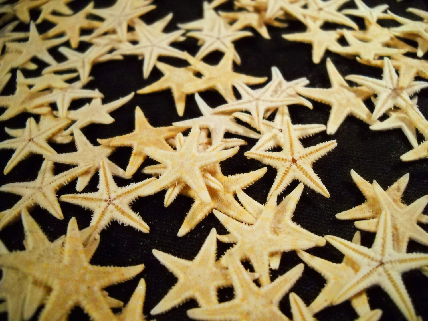 Multipack Tiny Starfish 1/2-1" Bulk Order Sea Life Ocean Beach Nautical ...