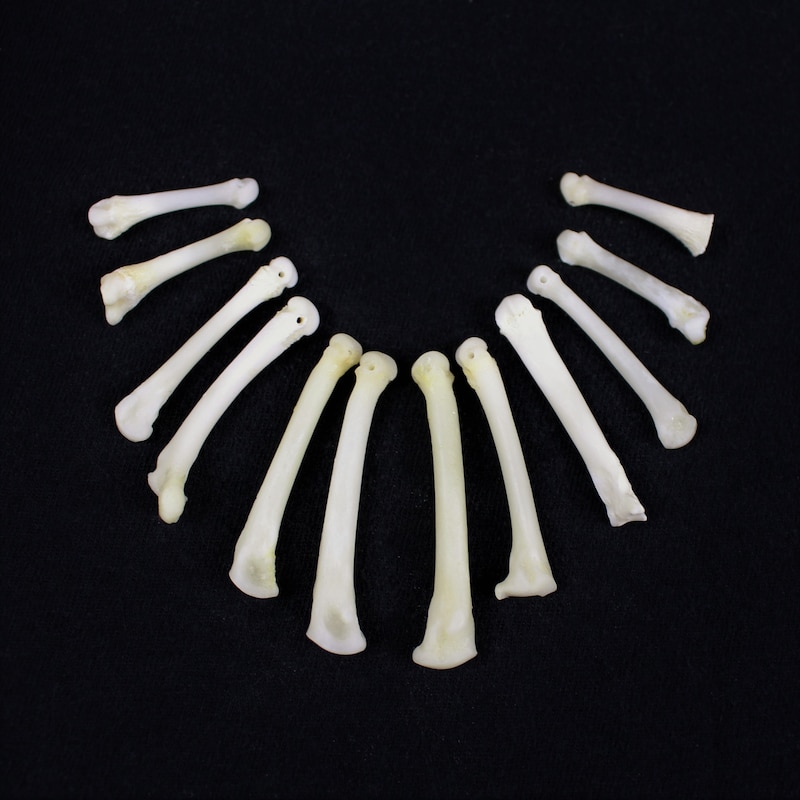 Fake Human Teeth - Etsy