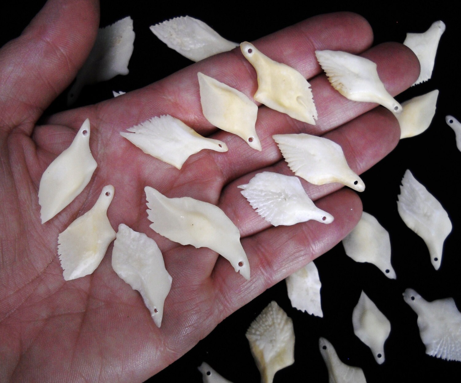 15 DRILLED .751.5 Gar Bone Scales Real Taxidermy - Etsy