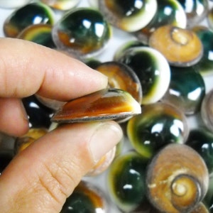 Multipack 1"+ Cat's Eye Shell Shiva Trapdoor Operculum Spiral Green ...