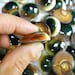 Multipack 1"+ Cat's Eye Shell Shiva Trapdoor Operculum Spiral Green ...
