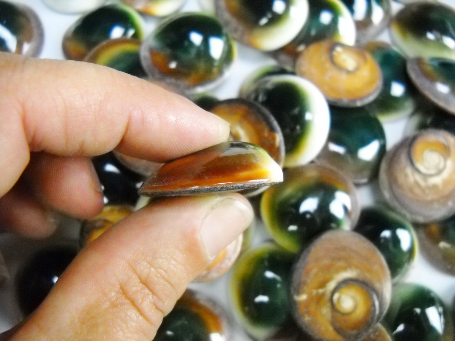 Multipack 1"+ Cat's Eye Shell Shiva Trapdoor Operculum Spiral Green ...