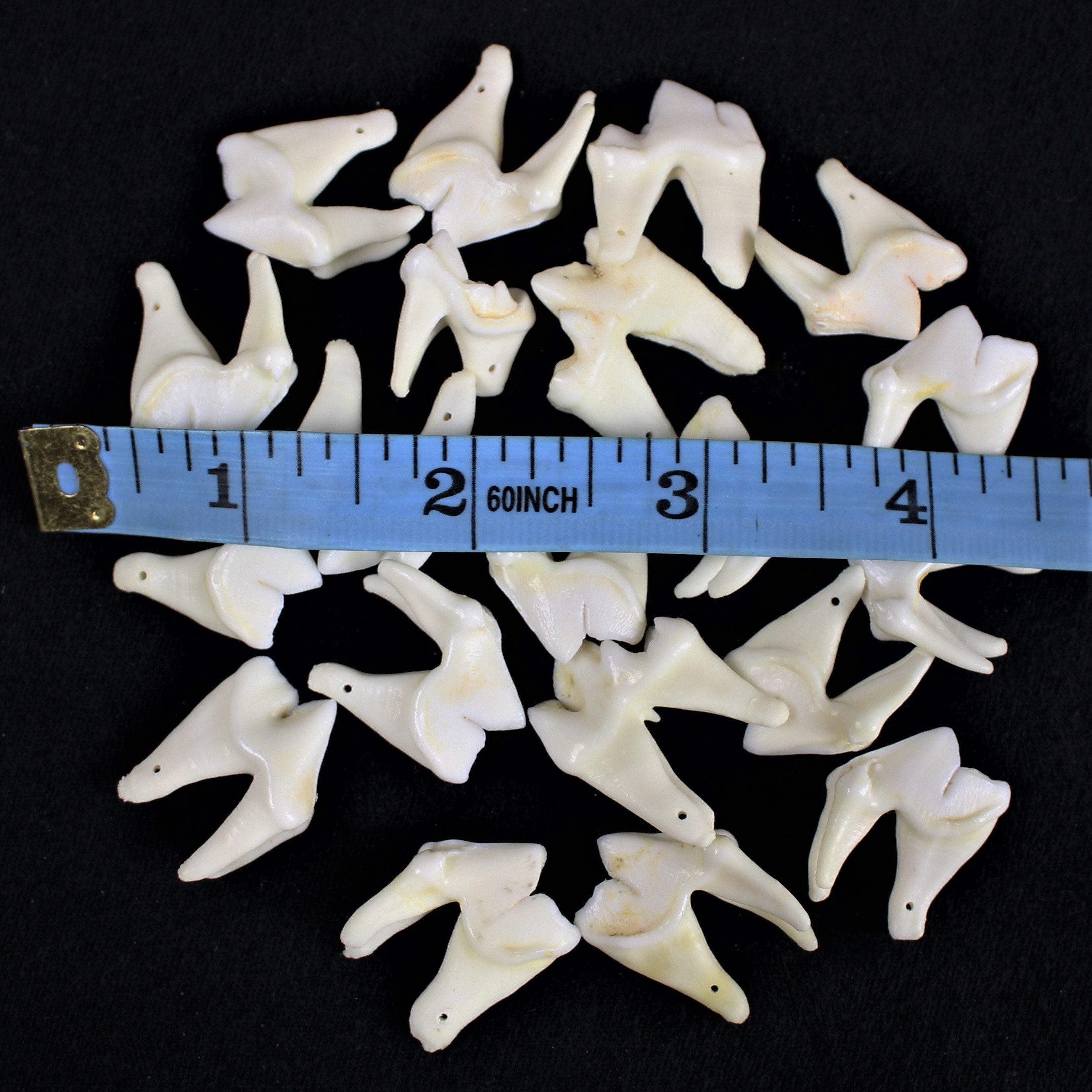 3/41 DRILLED Coyote Teeth Molars Bone Taxidermy - Etsy