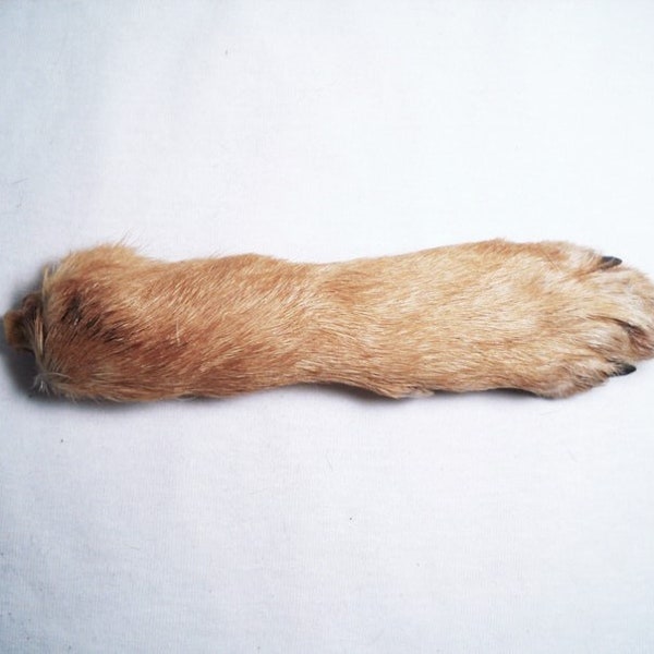 Wolf Paw Real - Etsy