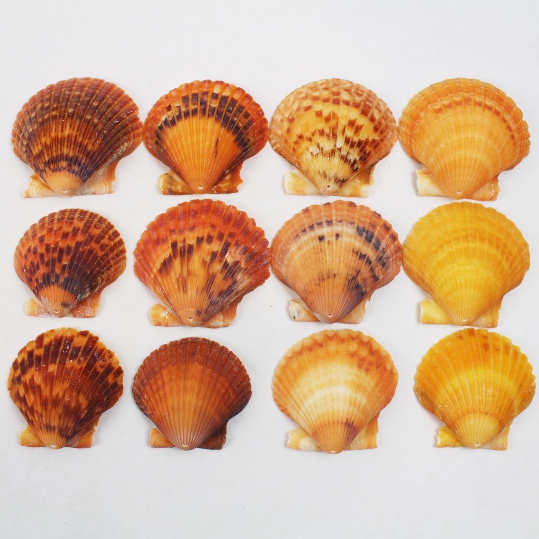 Multipack 2-3" DRILLED or NOT DRILLED Orange Pecten Scallop Shells ...