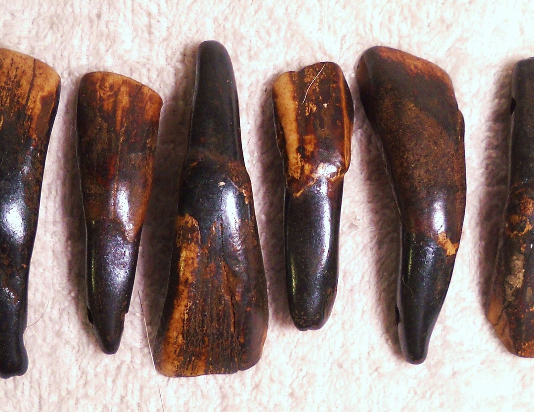 5 Real Bone Drilled Water Buffalo Tea Stained Teeth Taxidermy Genuine ...