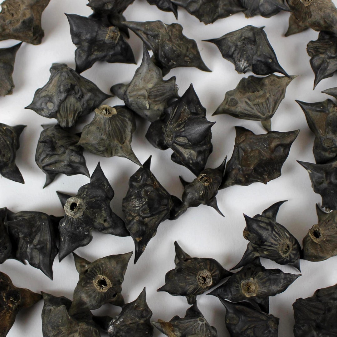 1.5" Approx Bat Devil Caltrops DRILLED or UNDRILLED Real Wood Nut ...