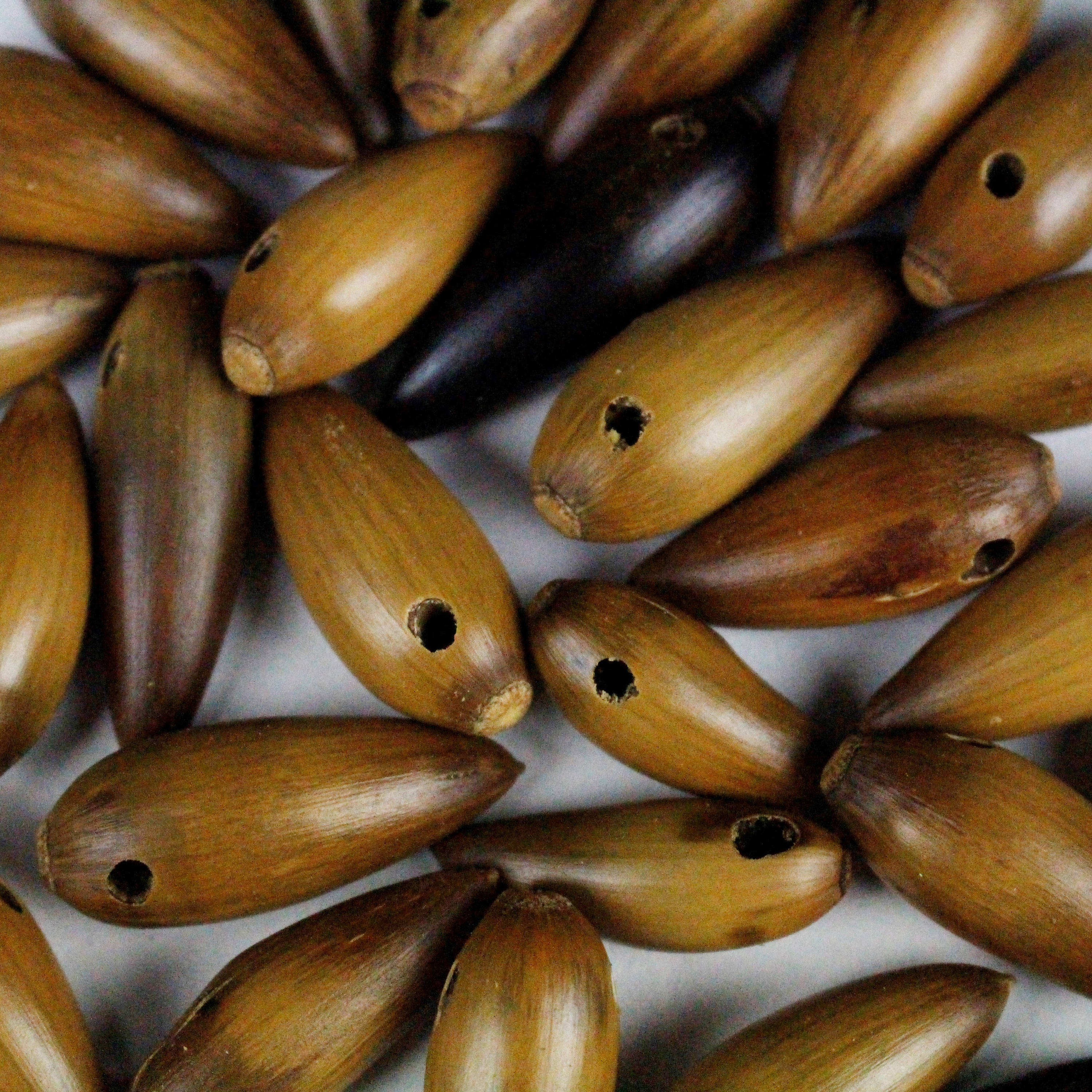 Multipack 11.5 Acorns DRILLED Dried Real Seed Pod | Etsy