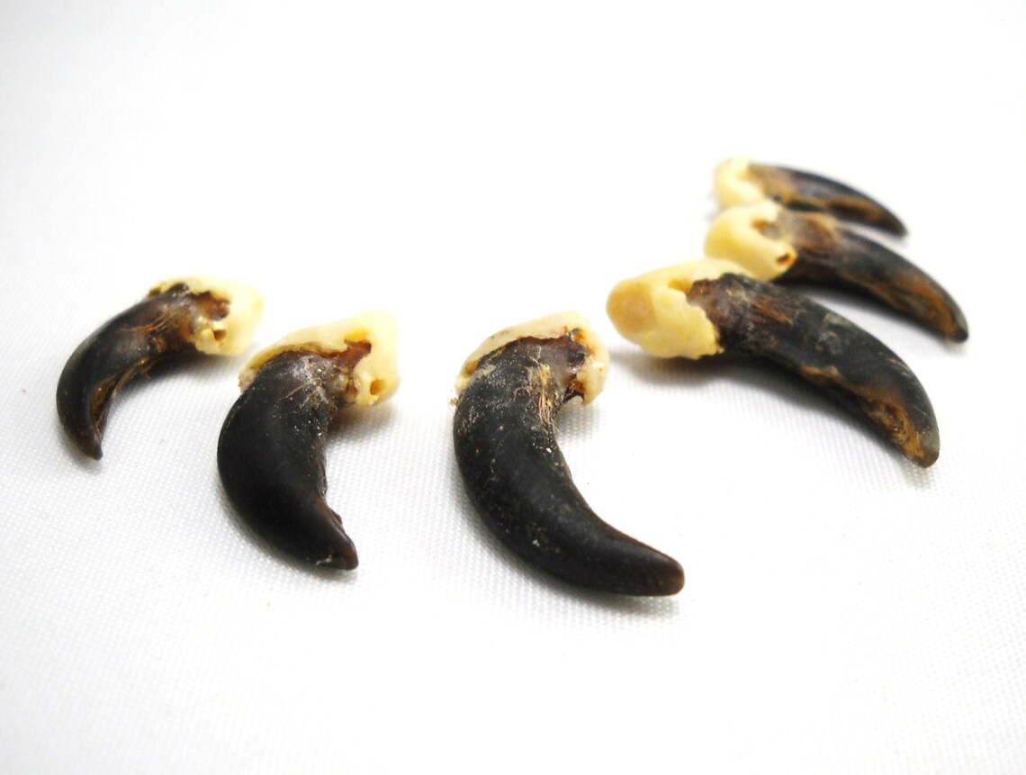 Multipack SIDE DRILLED Coyote Claws Real Bone Taxidermy Genuine Bones ...